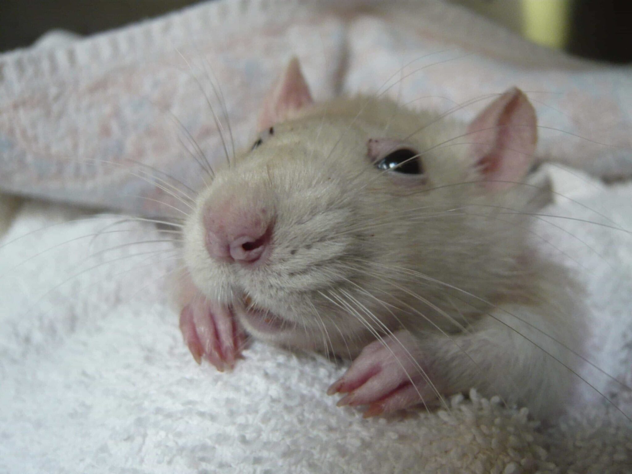 Ratas dumbo y rata dumbo: cuidados, dieta y guía completa | Guia Animal