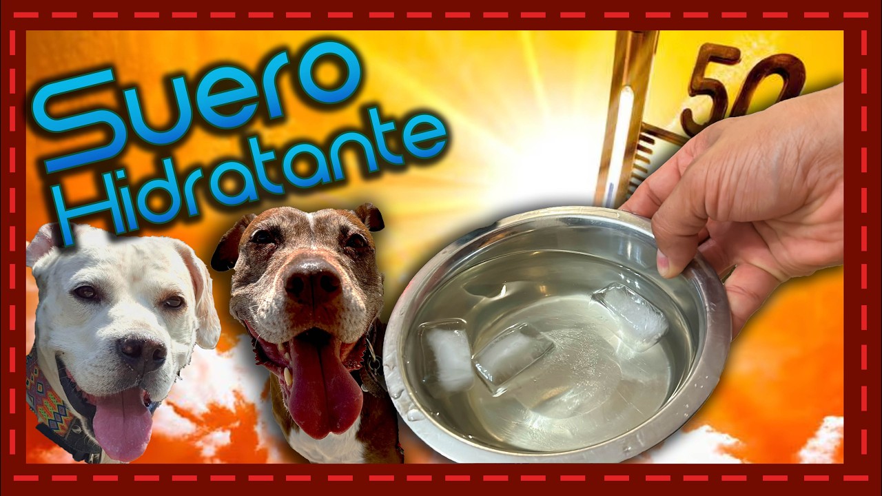 Suero para perros que no comen: síntomas y suero casero | Guia Animal